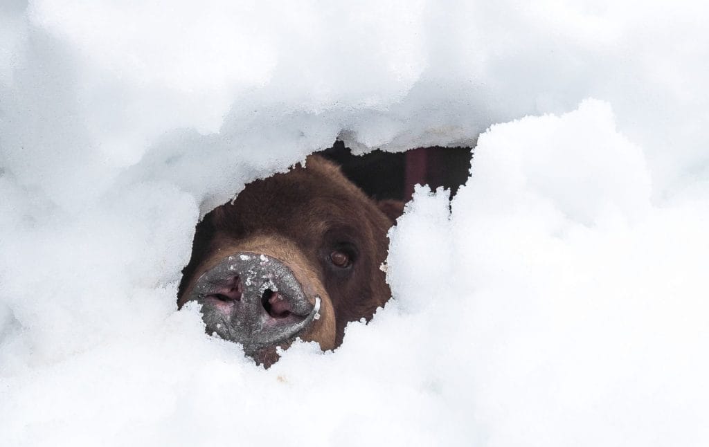 Grouse Mountain Grizzlies In Hibernation - Vancouver's North Shore