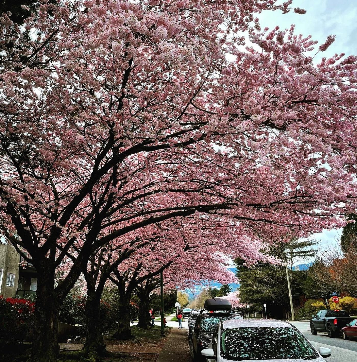 Best Places to See Cherry Blossoms This Spring - Vancouver's North ...