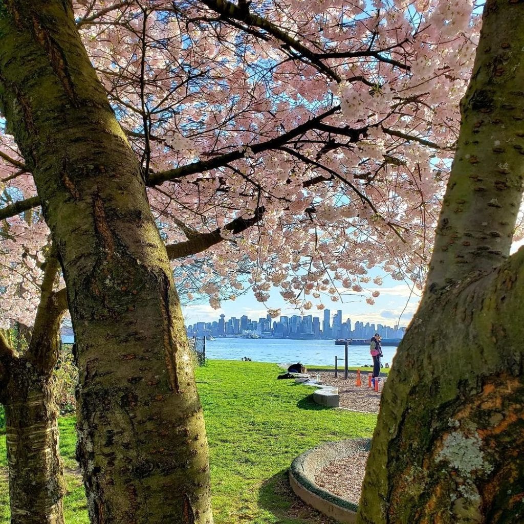 Best Places to See Cherry Blossoms This Spring - Vancouver's North ...