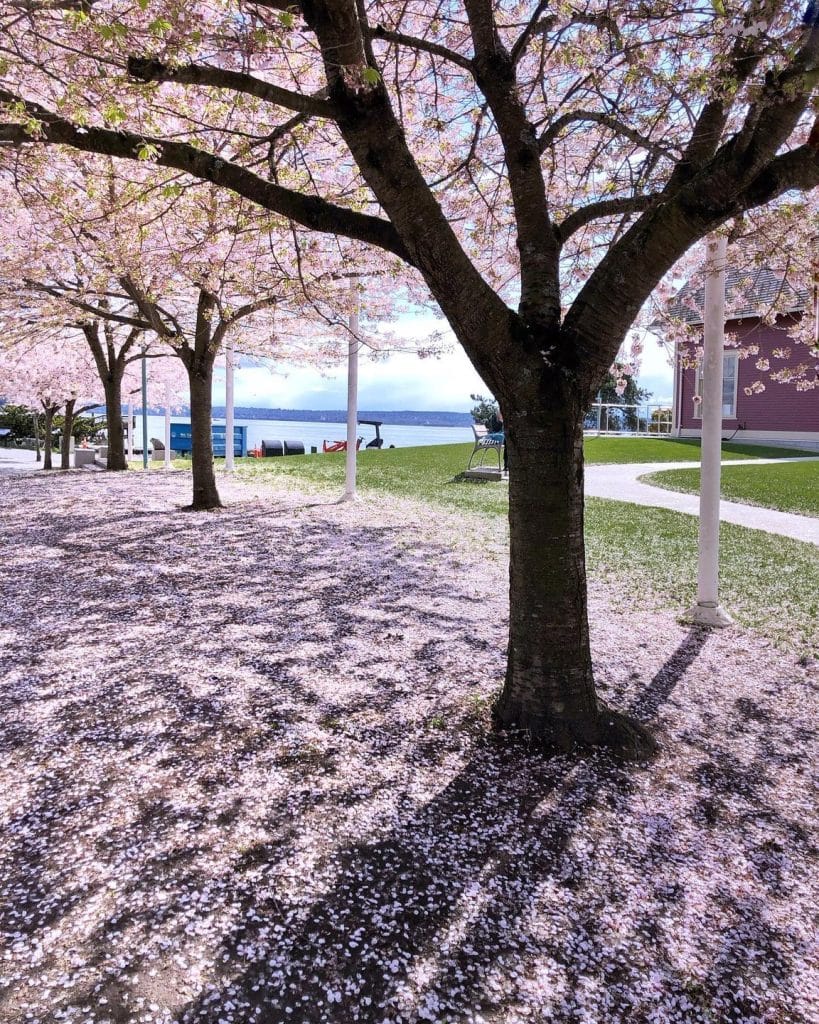 Best Places to See Cherry Blossoms This Spring - Vancouver's North ...